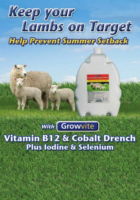 Growvite Vit B12, Cobalt, Iodine & Selenium Drench for Sheep,Lambs ...