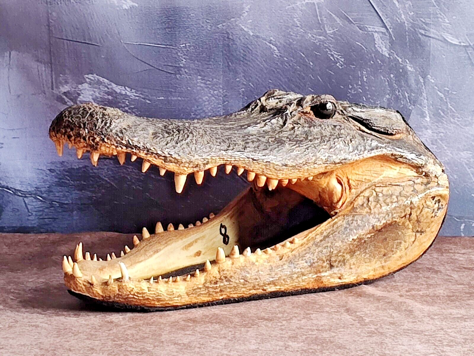 Large 12-13"" Alligator Head From Genuine Louisiana Gator Real ...