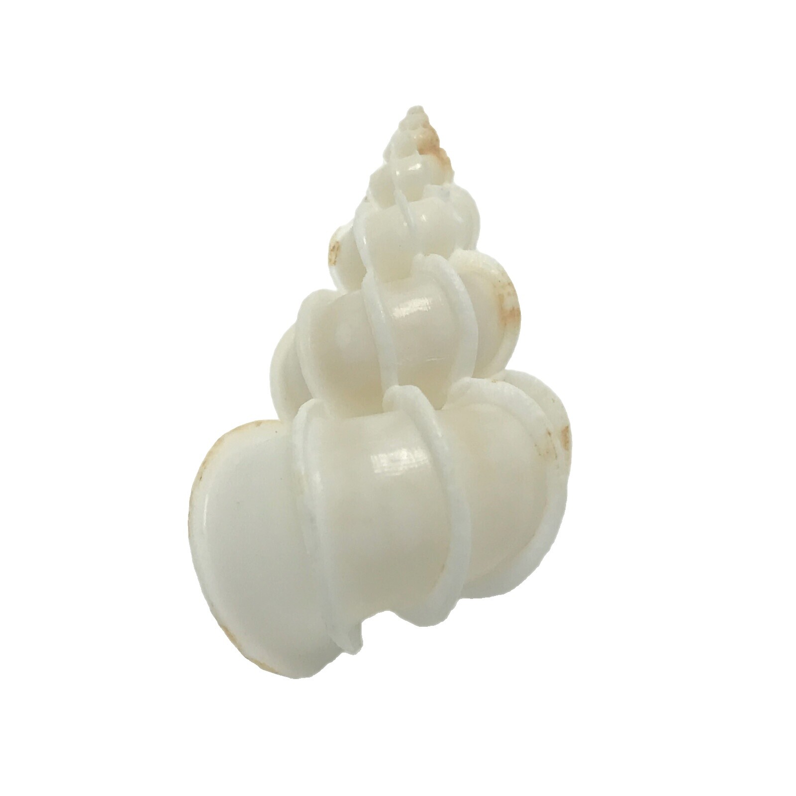 Wentletrap Shell | eBay