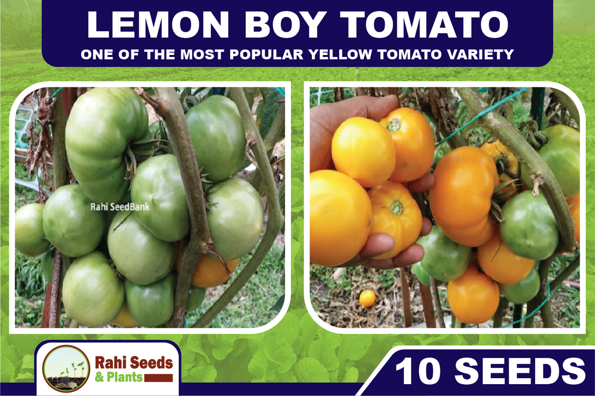 Lemon Boy Tomato Plant Tomato, Lemon Boy Hybrid, Tomato: J.W. Jung