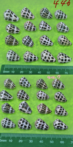 Hebrew cone shell from japan Shells of Okinawa 36 pieces | eBay