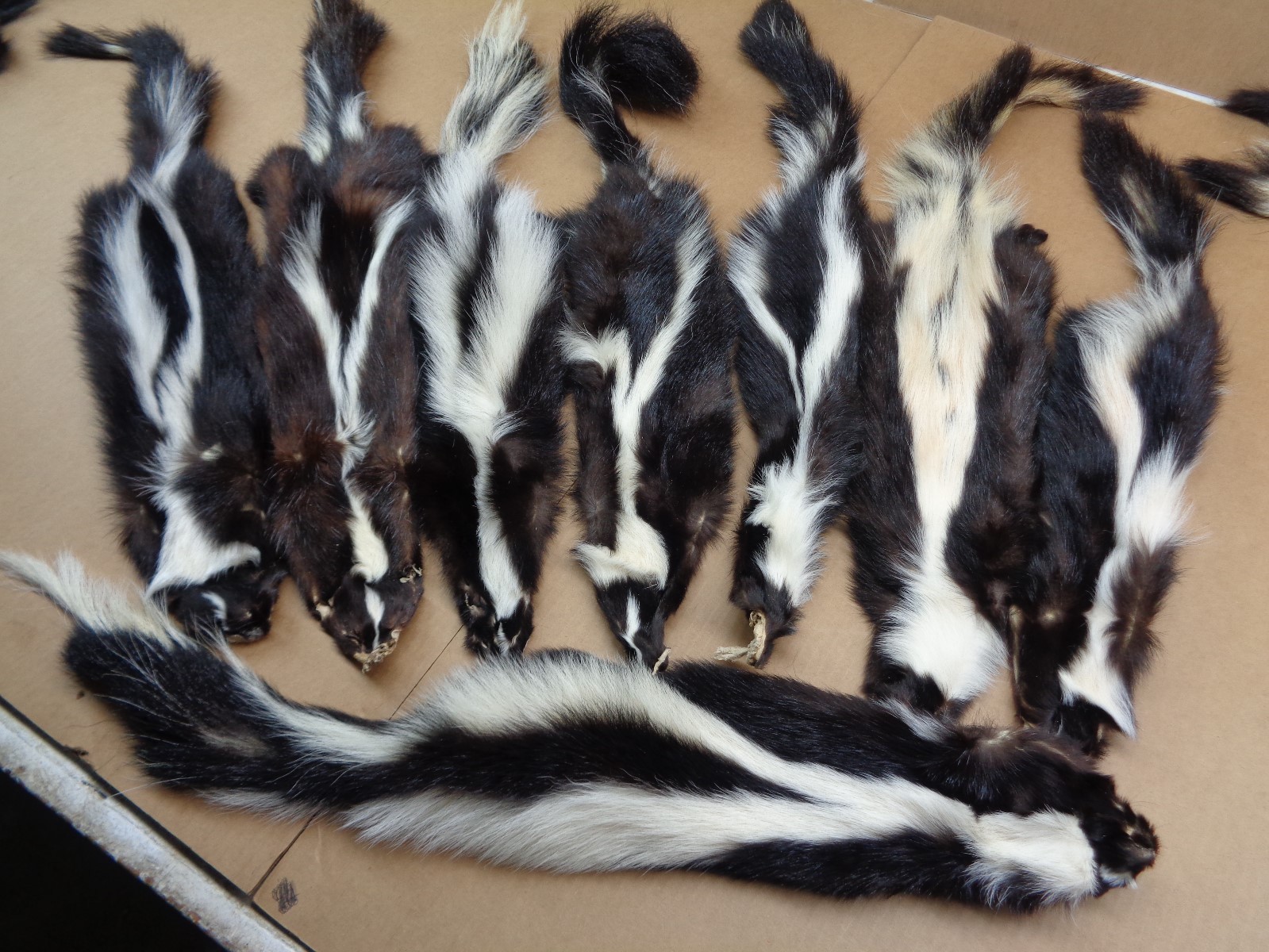 Professionally Tanned Medium #2 striped skunk hide/fur/gag gift/prank ...