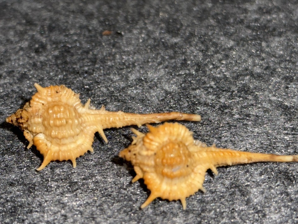 set of 2 rare-spined murex shells (Murex trapa) 43.7mm | eBay