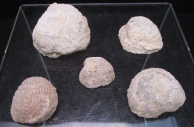 * Fossil Permian Brachiopods Juresania symmetrica Kay County Oklahoma ...