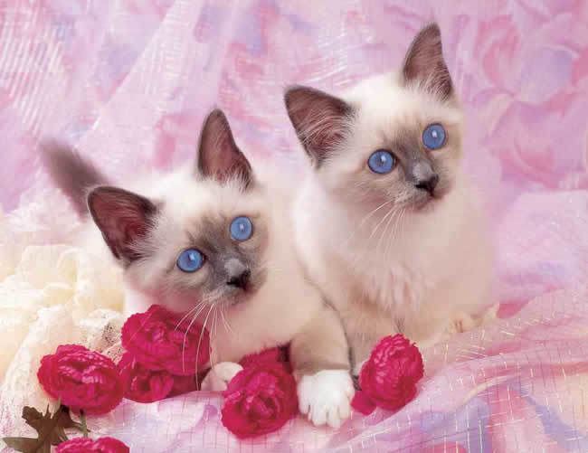 Cute Kitten Cat Ambrose Artwork Quality 6 x 8"Inch Micro Fiber Cleaning ...