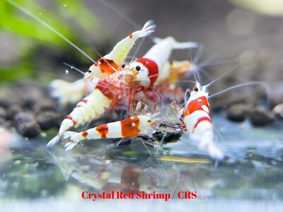 10+1 Crystal Red Shrimp CRS (Mixed Grade S-SSS) - Live Guarantee - USA ...