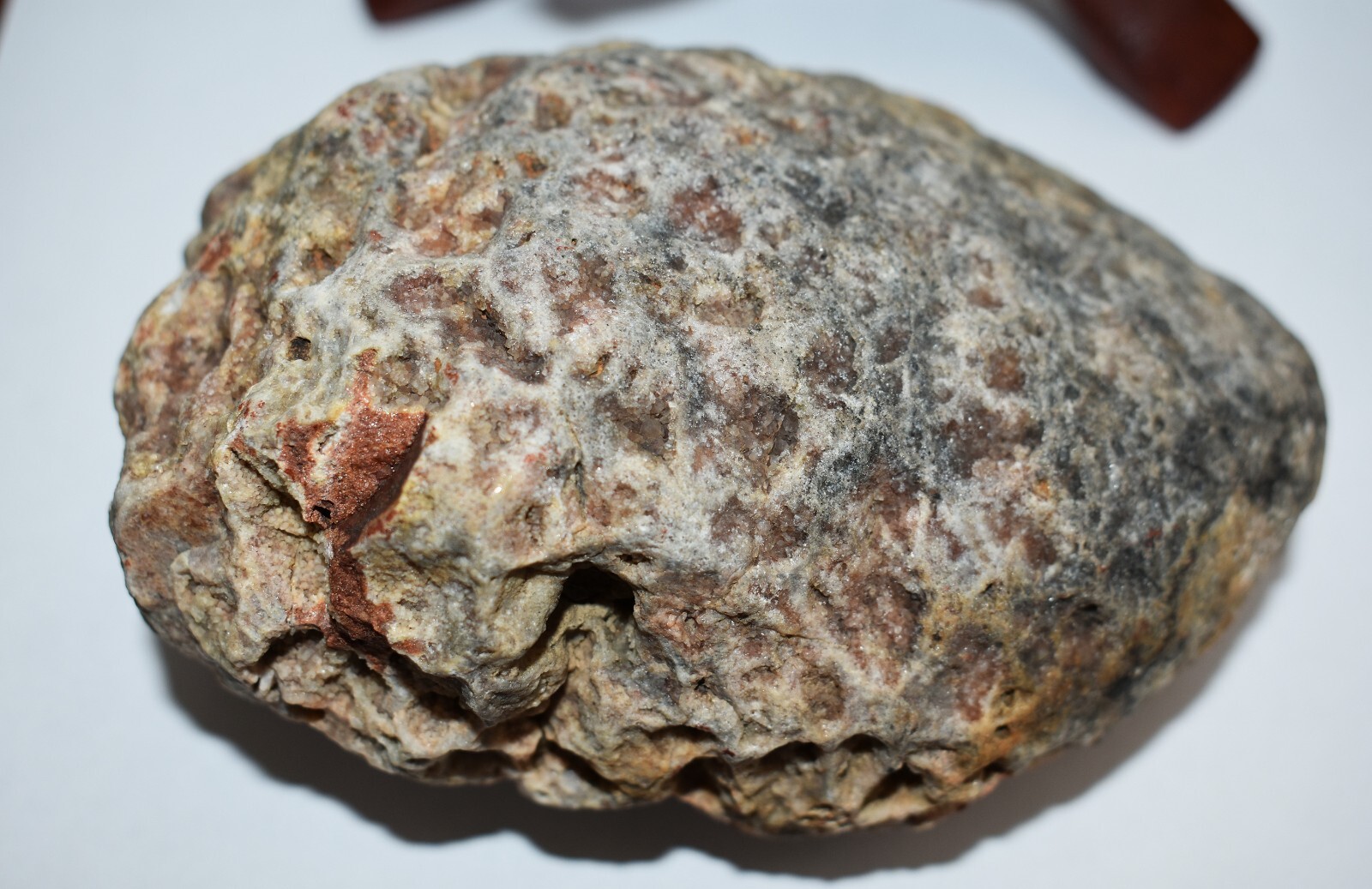 Golden Drusy Crystal Brain Geode North Carolina on Display Carved Wood ...