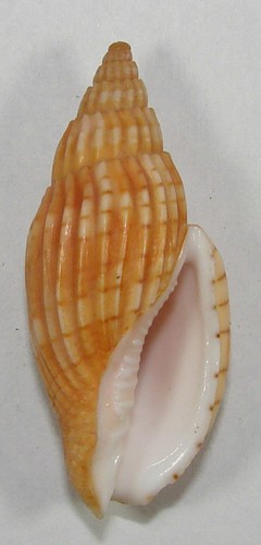 VOLUTA DELESSERTIANA 46.02mm SUPER CHOICE SPECIMEN Nosy Be, N.W ...