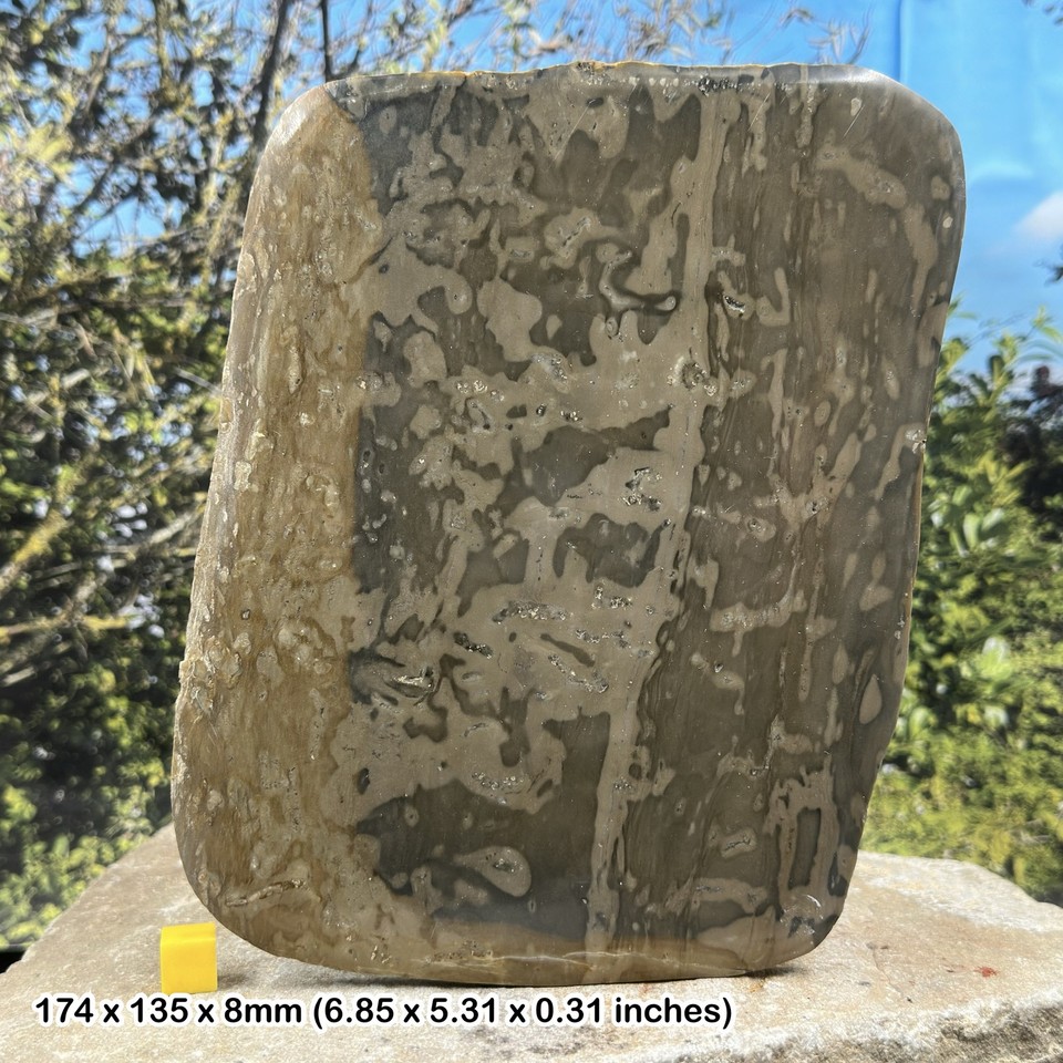 Rare Bioturbated Microbial Mat Fossil, Eurypterid Site, Upper ...