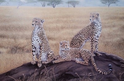 CHARLES FRACE, Morning Calm, S/N Cheetah Print | eBay