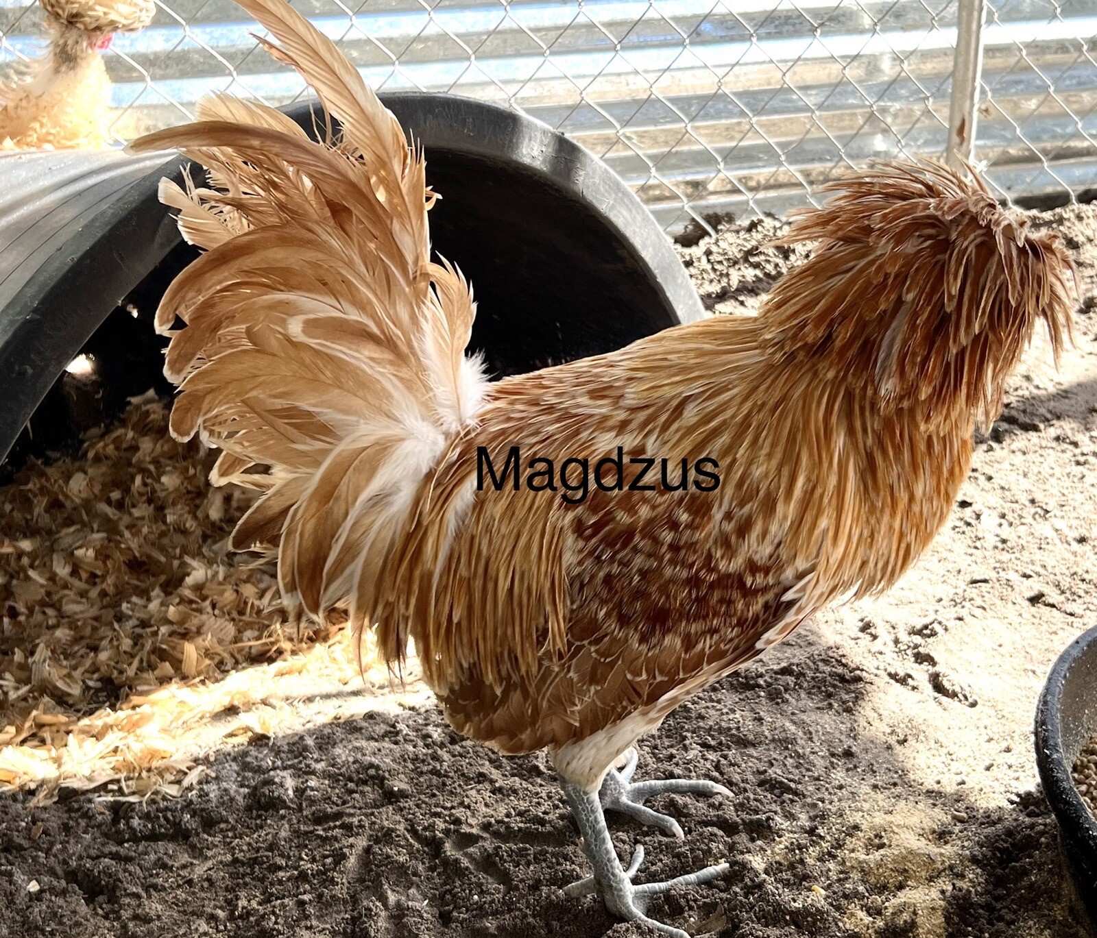 6 Standard Buff Polish hatching Eggs Smooth And Frizzled | eBay