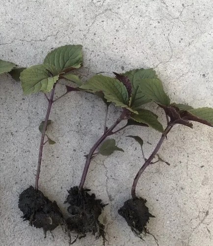 3 Shiso Perilla Live Plant Green Purple Beefsteak Plant Bare Root Ready To Plant | eBay