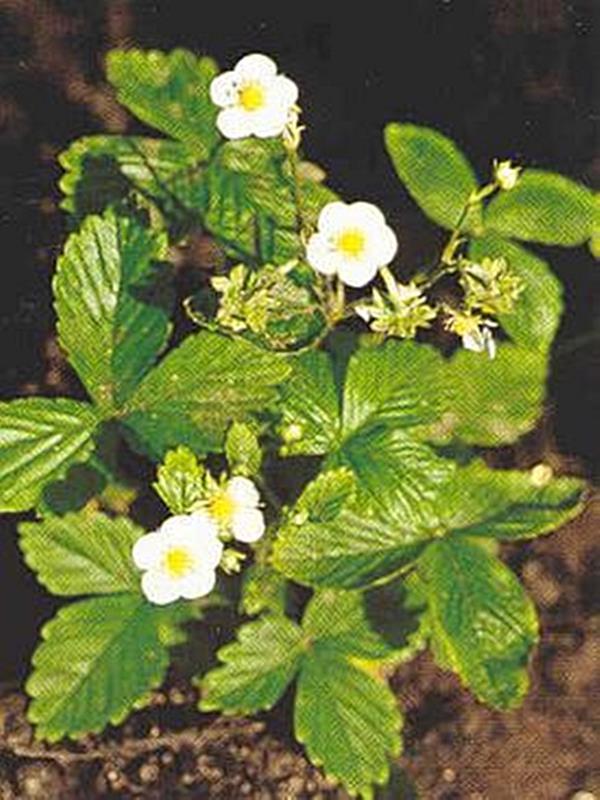 Fragaria Strawberry Indica Perennial Seeds | eBay