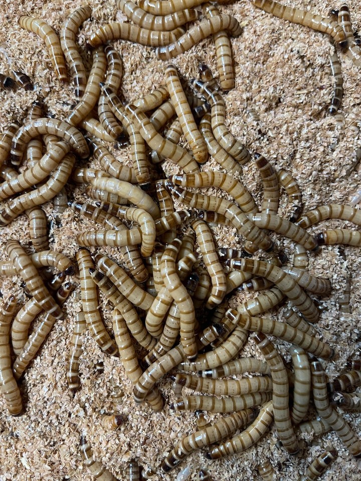 Wheat Bran Substrate Food Bedding For Live Feeders, Mealworms ...