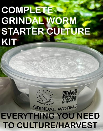 Grindal Worm Complete Culture Starter Kit Everything You Need **FREE ...