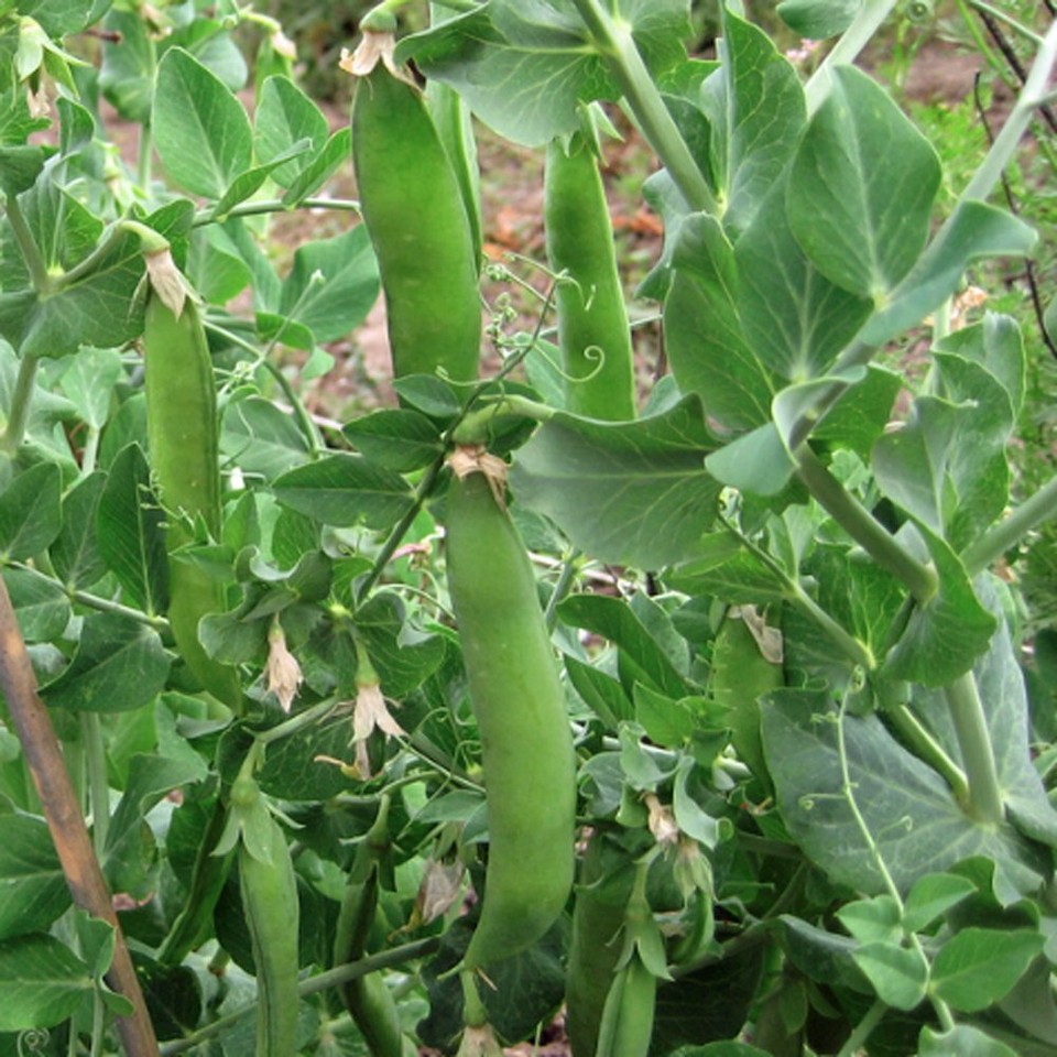 Lincoln Pea Seeds 25 Ct Bush Pea Pod Vegetable Garden NON-GMO HEIRLOOM ...