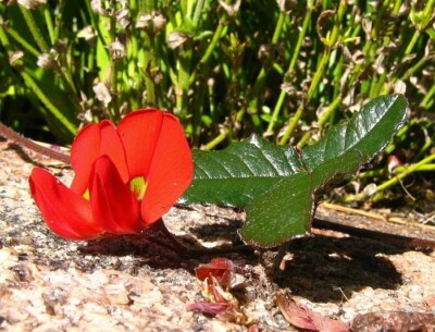 RARE 8 graines de KENNEDIA EXIMIA N79 FINE RED CREEPER SEEDS SEMILLAS ...