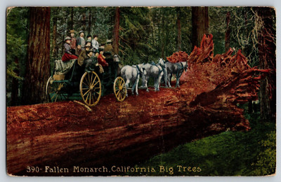 Postcard Fallen Monarch California Redwood Trees Edw H Mitchell San ...