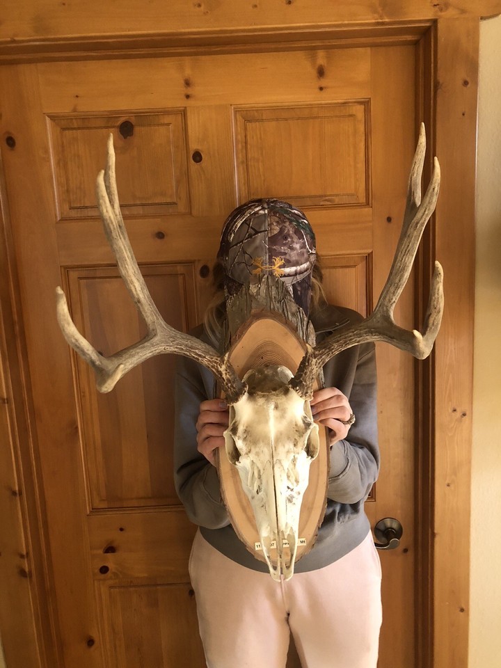 Antler Mule Deer WILD 4X4 RACK! TROPHY~MOUNT~DECOR~MOOSE~ELK~MAN~CAVE ...