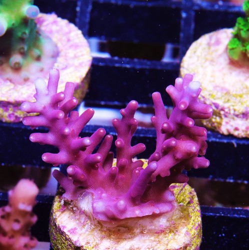 Red Dragon Acropora Frag Zoanthids Paly Zoa SPS LPS Corals, WYSIWYG | eBay