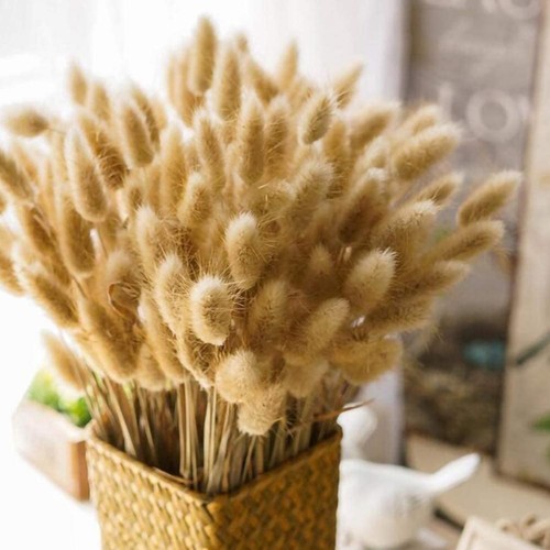 Rabbit Tail Grass Bunny Tails Dried Flowers Lagurus Ovatus NEW Stem Plant ☆ р ;~ | eBay