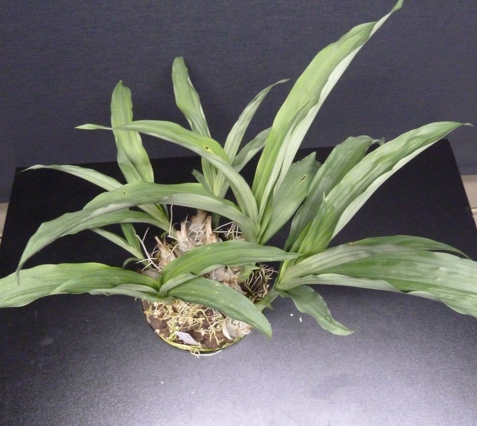Clowesia rosea mit 6 Neutrieben | eBay.de