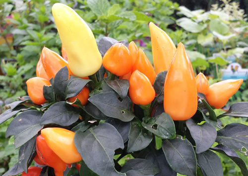 Chilli Seville Apricot - Beautiful & Multicoloured Chilli - Australian ...