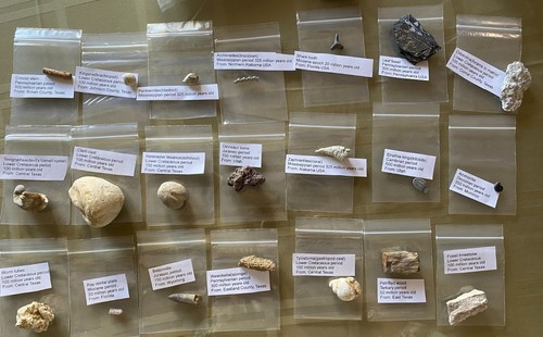 21 different FOSSIL COLLECTION set major life forms | eBay