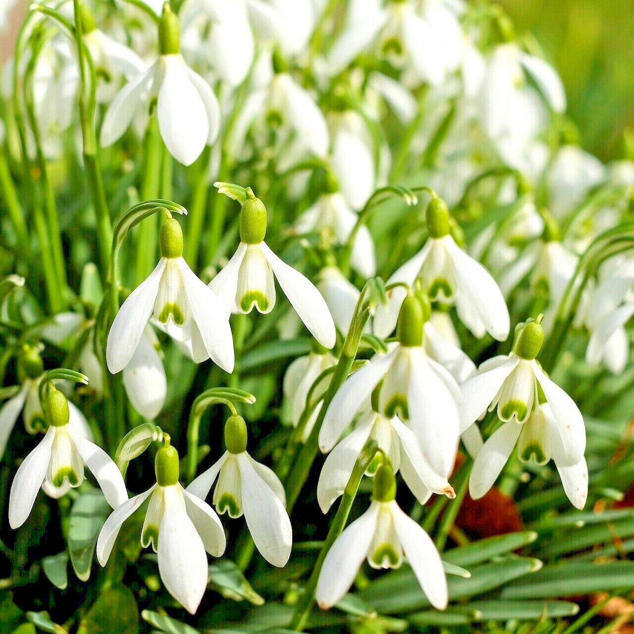 SNOWDROP BULBS 100 IN THE GREEN (Galanthus Nivalis) spring flowering ...