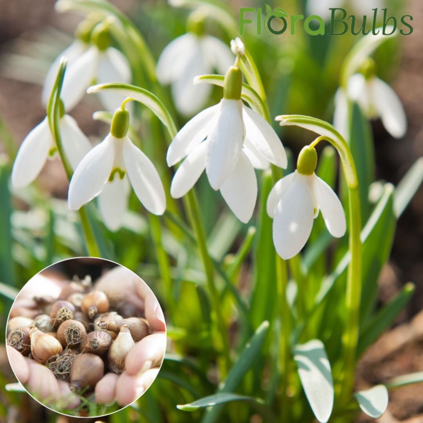 Snowdrop bulbs 50 Native English snowdrops SPRING flowering bulbs | eBay UK