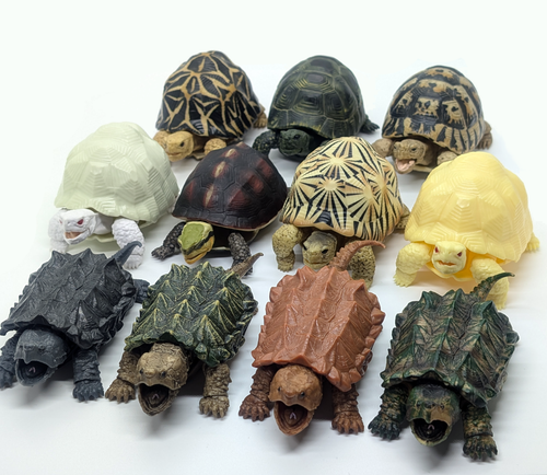 Bandai Gashapon Turtle Tortoise Figure Realistic 3 to 4 inch Direct ...