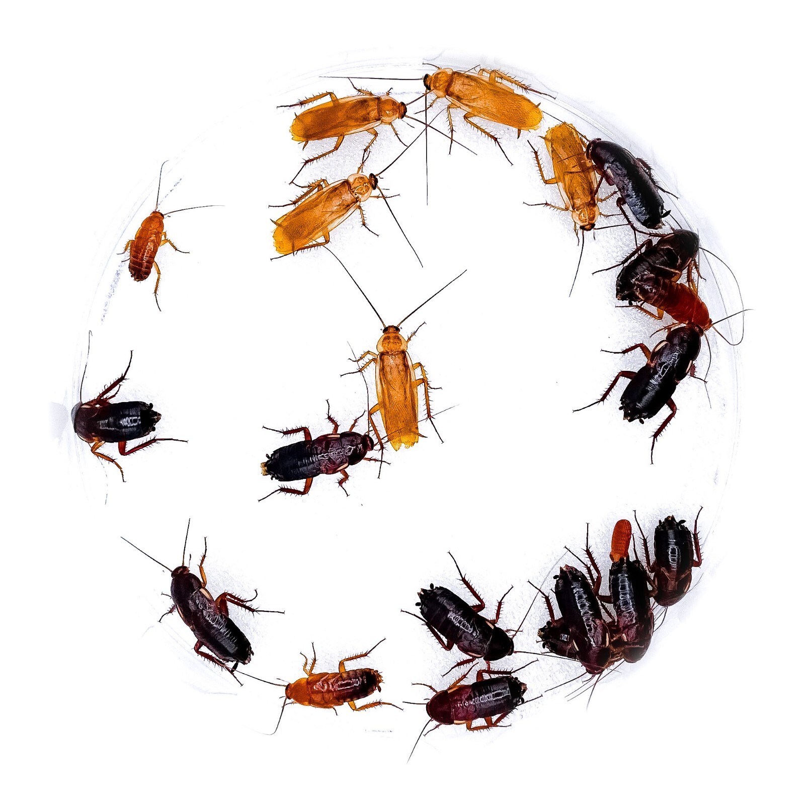 (Adults Mixed ) Red Runner Roaches / Turkestan Lateralis / Live Feeder ...