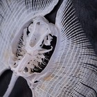 Real Stingray Skeleton, Butterfly shaped ray, manta taxidermy, Stingray ...