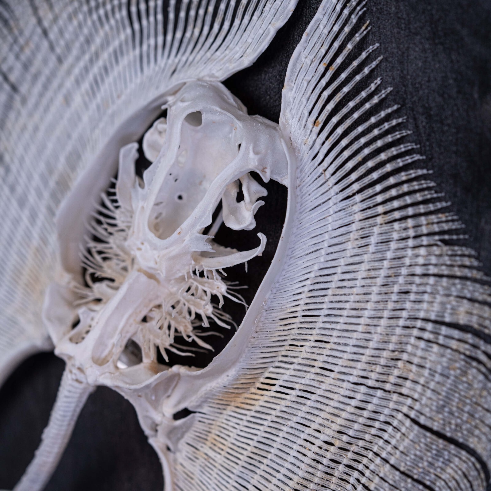 Real Stingray Skeleton, Butterfly shaped ray, manta taxidermy, Stingray ...