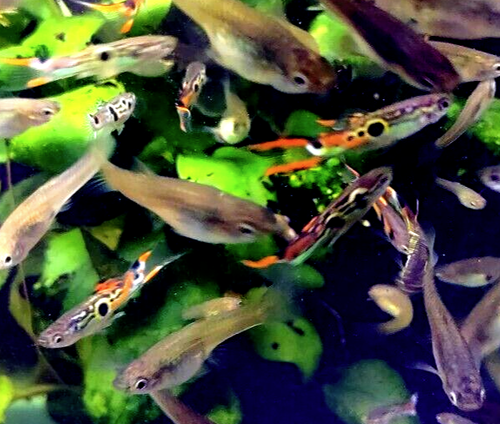 PURE RUSSIAN RED STAECK Endler's 3 Pairs (2 Pair+ One Free Pair (3M/3F ...