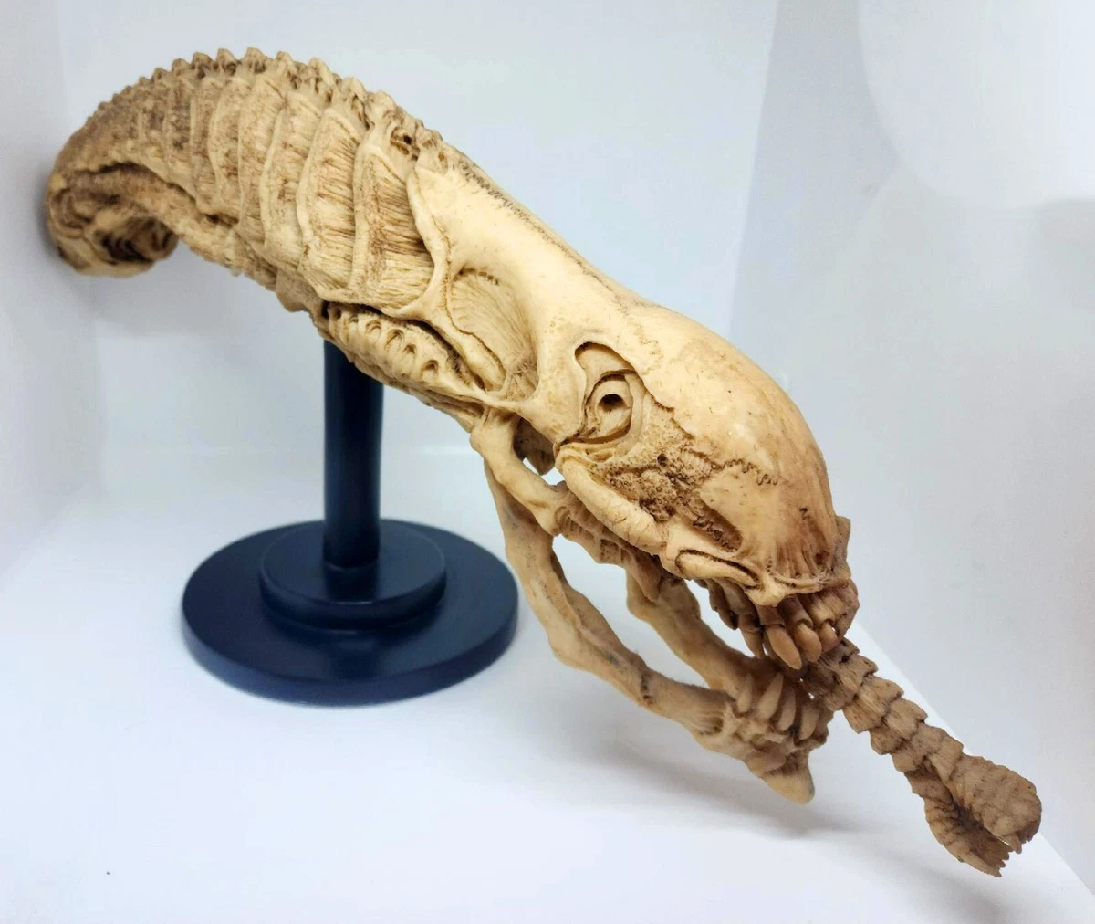 Xenomorph Skeleton