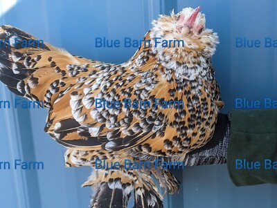 Agriculture & Forestry - Bantam Hatching Eggs