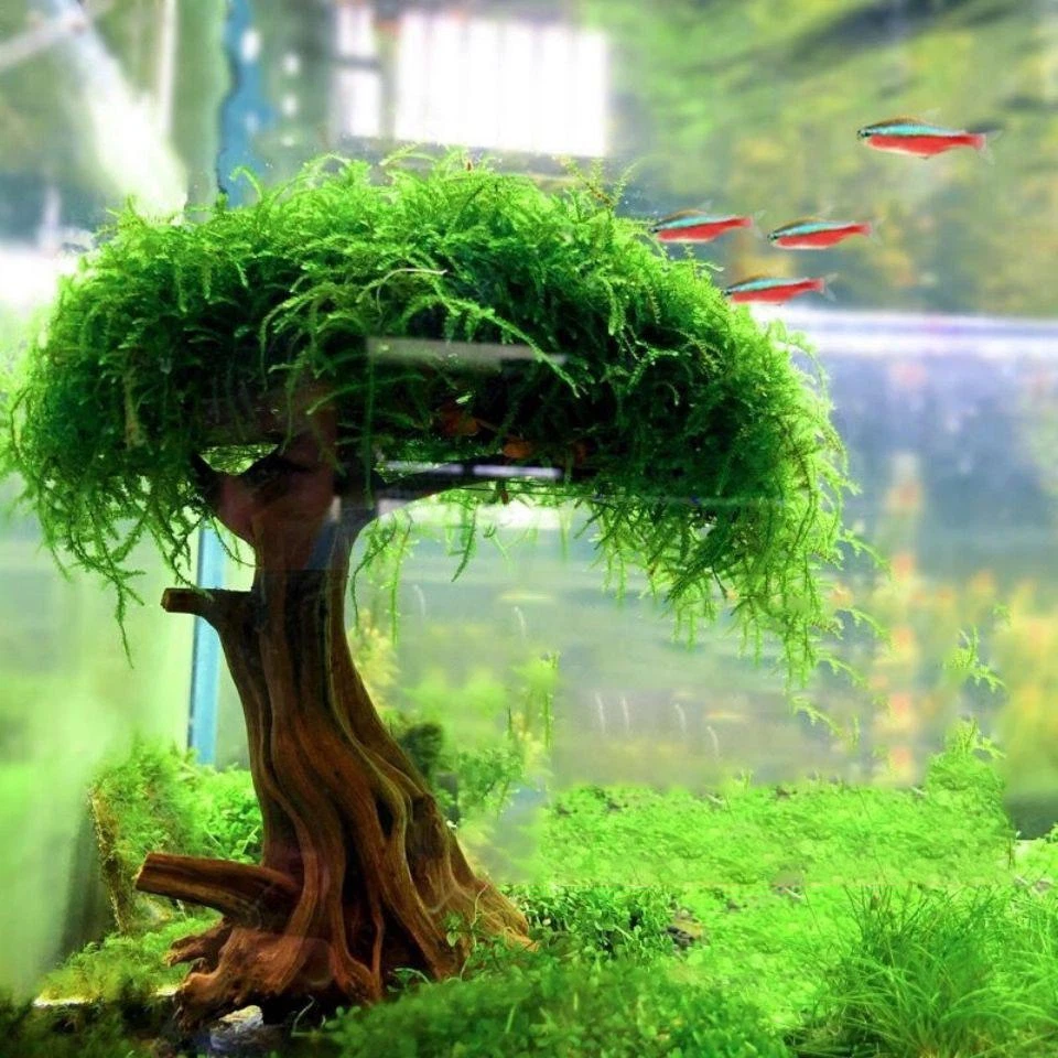 Java Moss Tree