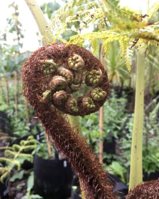BULBS 2 ANGIOPTERIS EVECTA GIANT KING Fern Bonsai Rare Plant ornamental ...