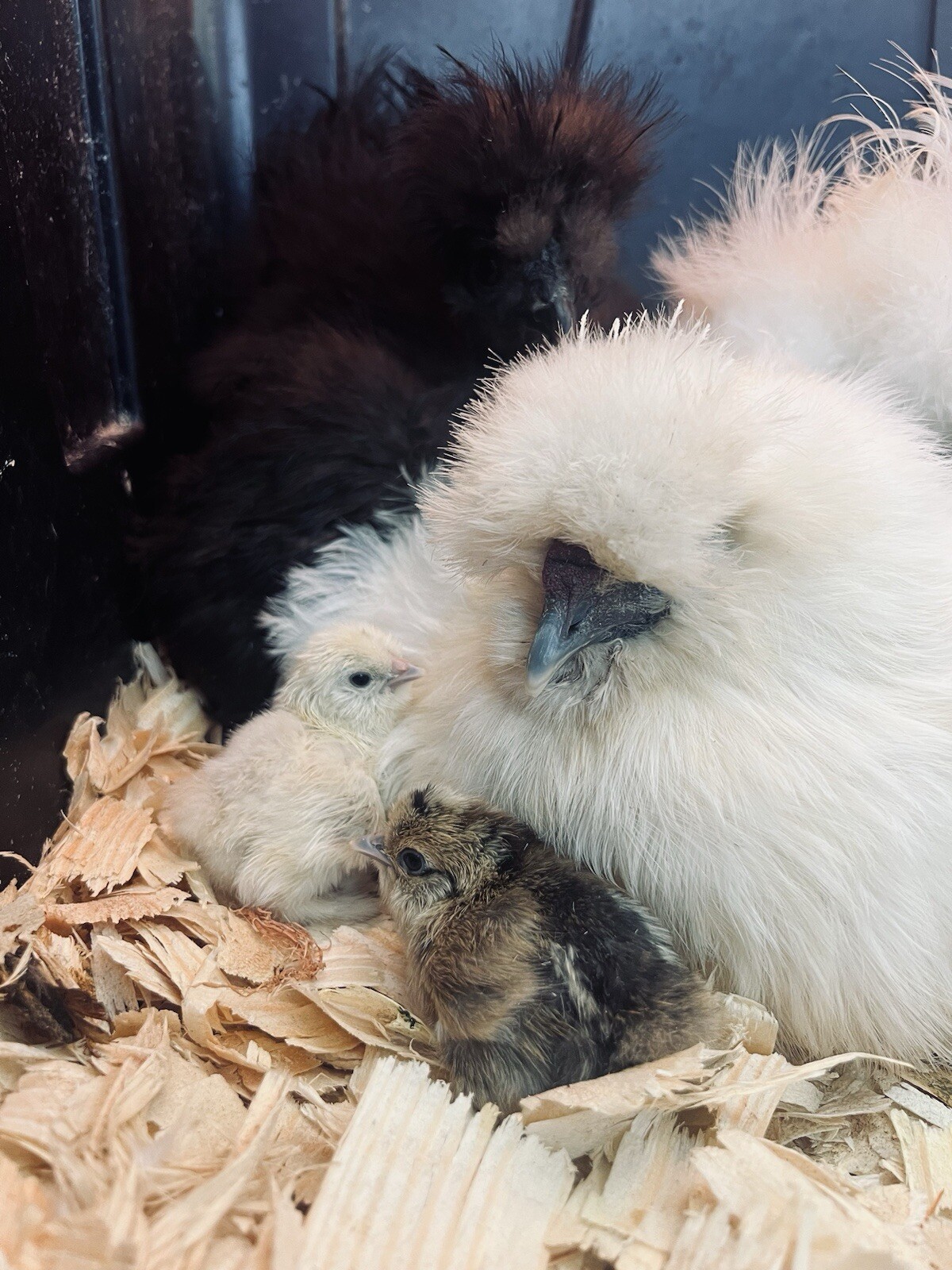 4++ 🐣 Assorted Fertile Silkie & Polish & Cochin Bantam Chicken Hatching ...