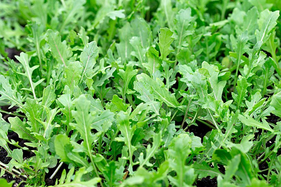 Rocket, Cultivated Rocket Leafy Vegetable 50 Seeds | eBay UK