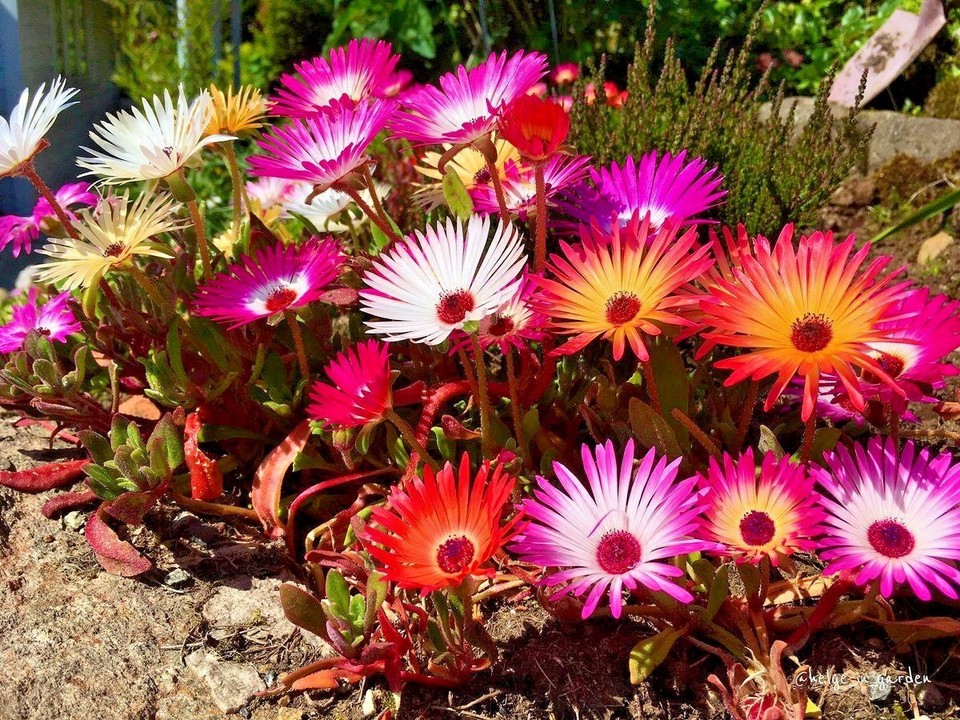 8001+ICE PLANT MIX Flower Seeds Groundcover Drought Heat Poor Soils ...