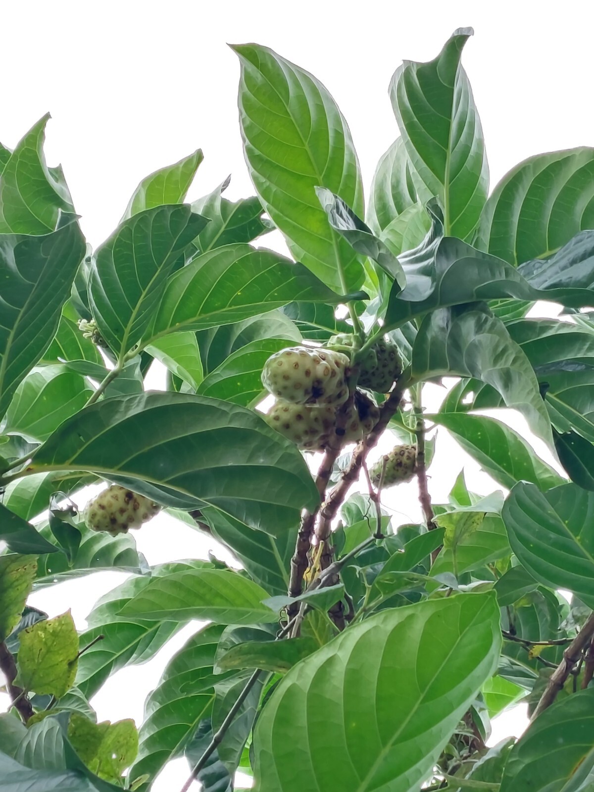 Noni Fruit Tree Seedling 5"+ Organic From Puerto Rico | eBay