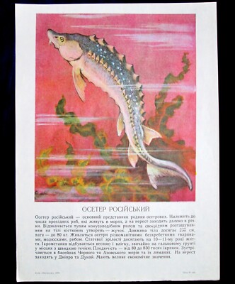 Original Vintage Poster Moscow Soviet Underwater World River Fish | eBay
