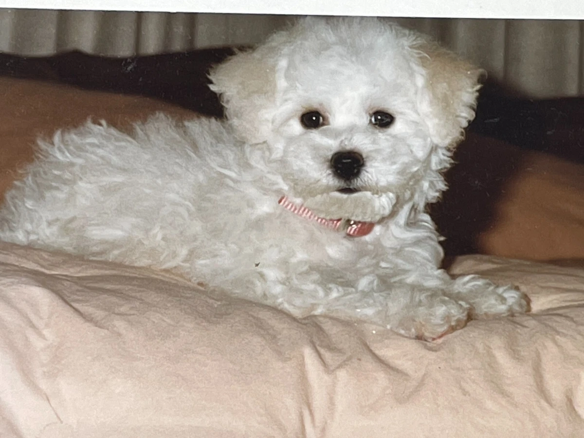 Cute White Poodle Puppies