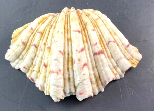 Bear Paw Clam Shell Half 4.5” X 3” Natural Nautical Beach Decor Real | eBay