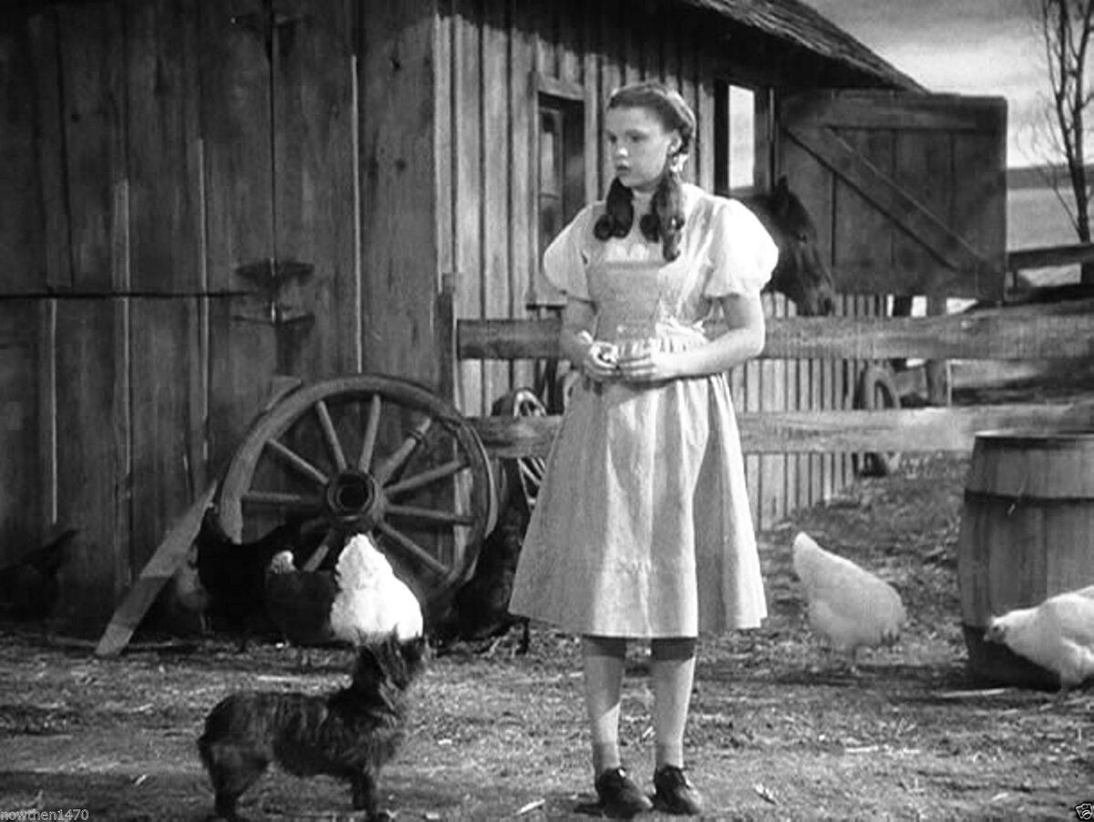 Wizard Of Oz House On Farm