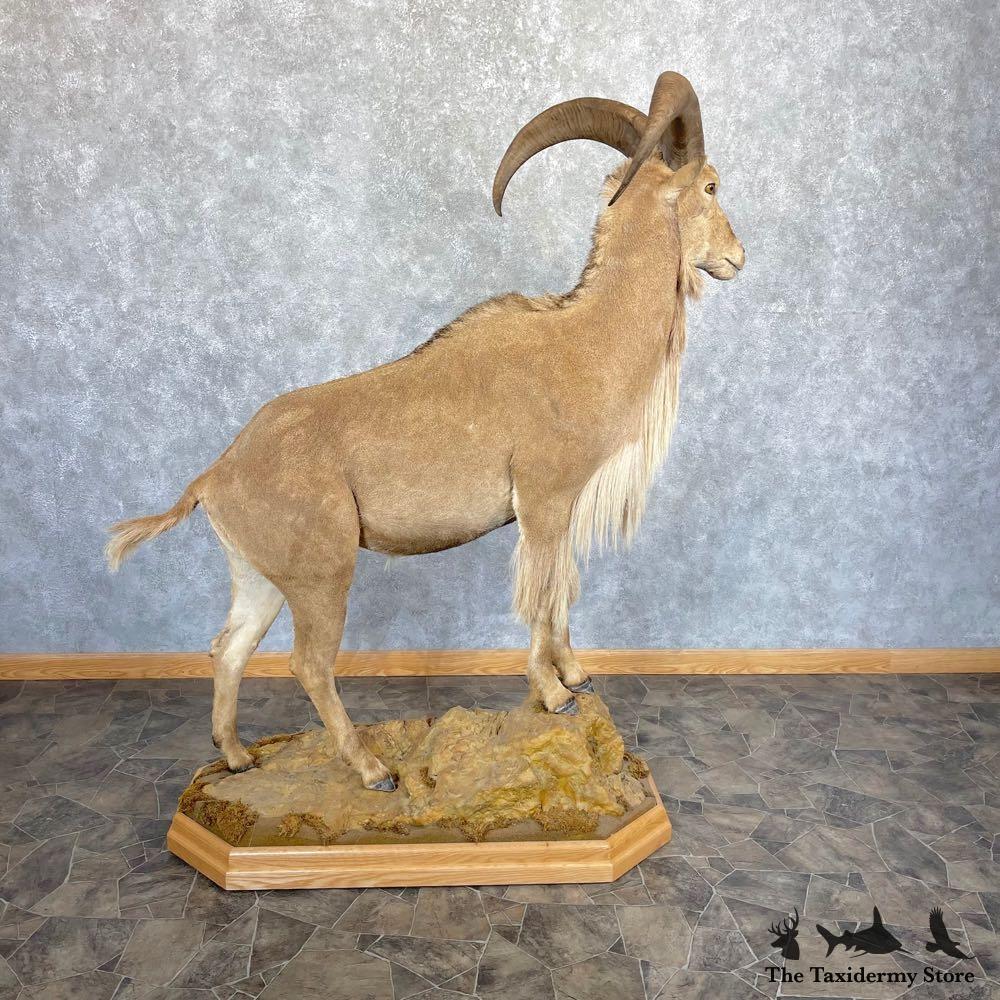 #24966 EL | North American Aoudad Taxidermy Life-Size Mount For Sale | eBay