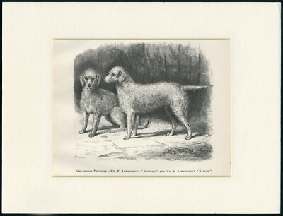 BULL TERRIER DOGS OLD ANTIQUE 1878 NAMED DOG PRINT ENGRAVING READY ...