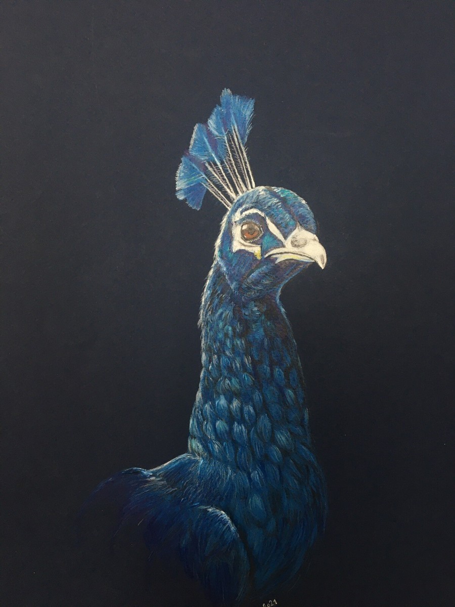 How To Draw A Realistic Peacock
